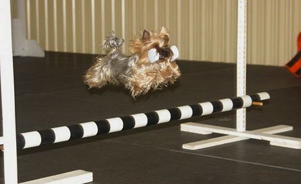 How To Train A Yorkie - Yorkie.Life